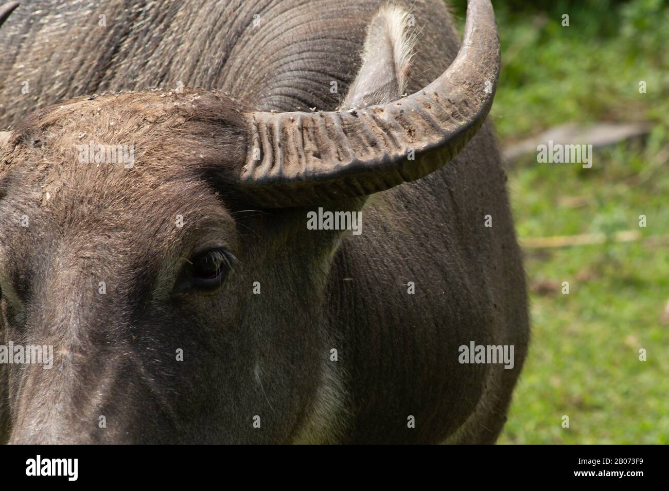 Water buffalo in Nusa Tenggara Flores, Indonesia Stock Photo - Alamy