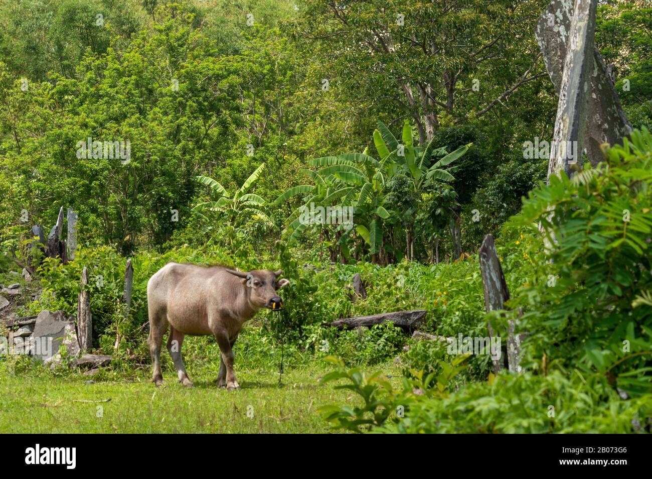 Water Buffalo in a tropical area with lush vegetation Indonesia Stock ...