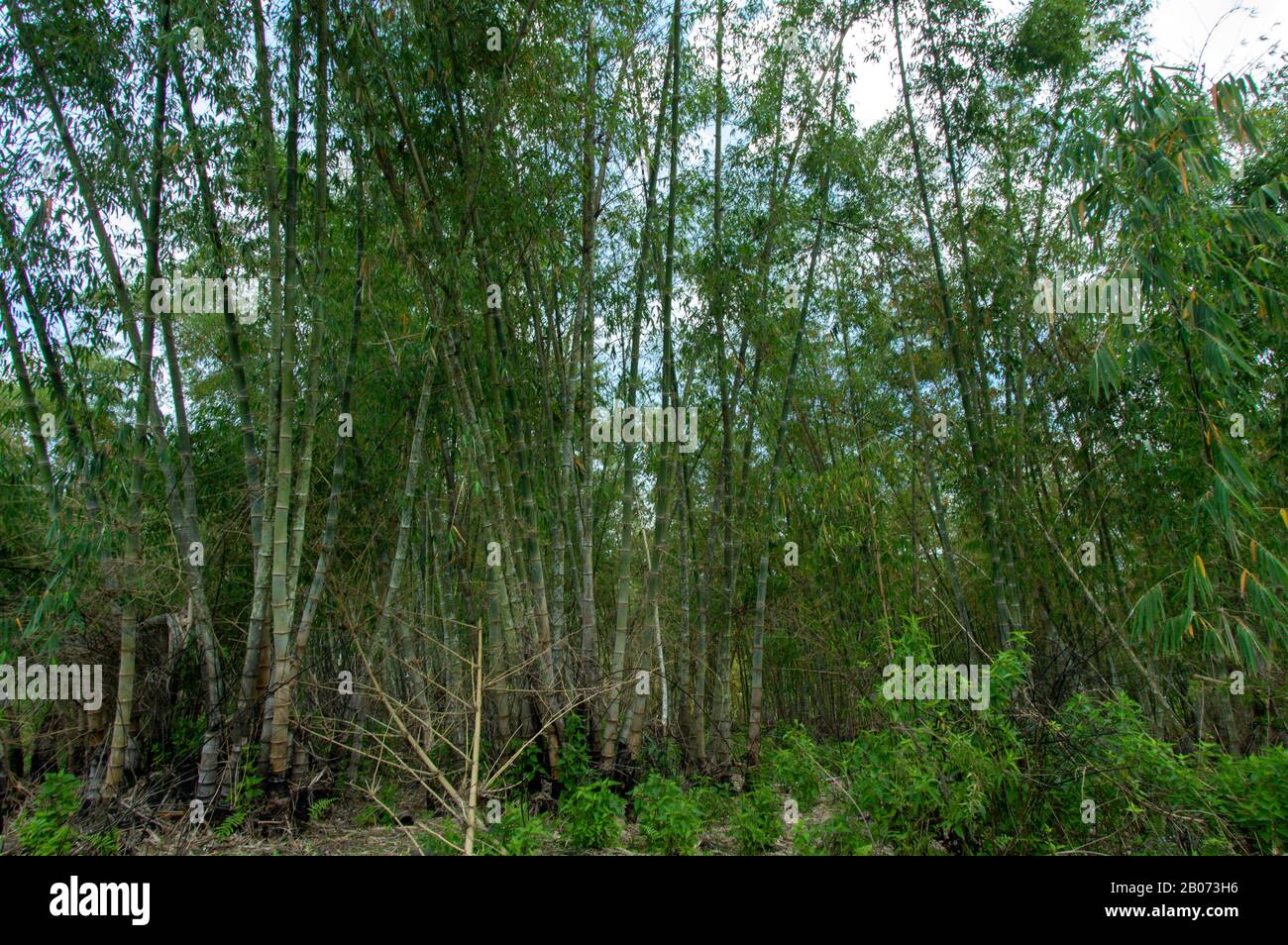 Bamboo forest cultivation, Nusa Tenggara, Indonesia Stock Photo - Alamy