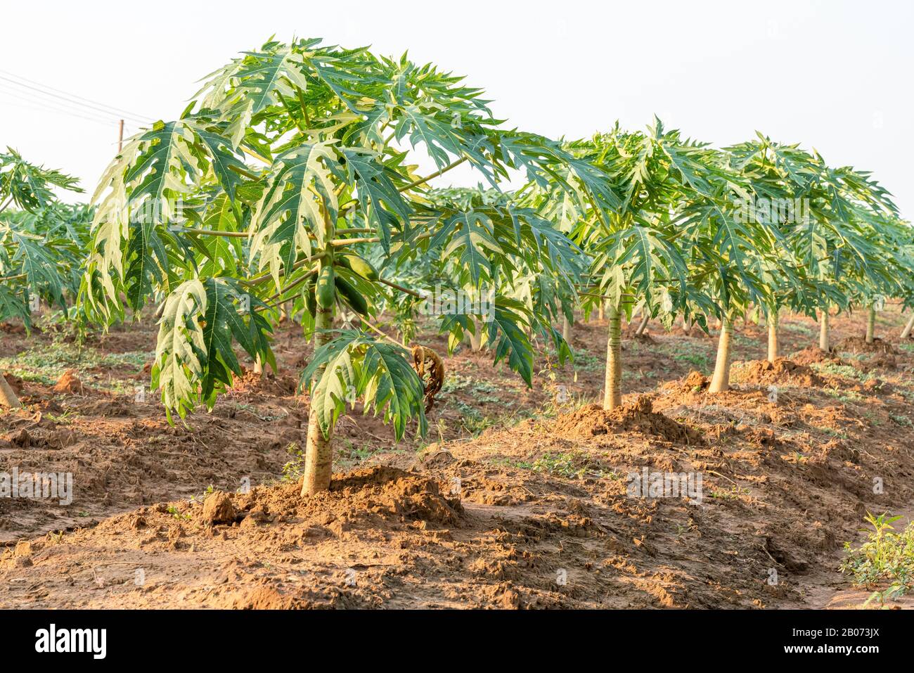 Papaya fruit on papaya tree in farm Stock Photo - Alamy