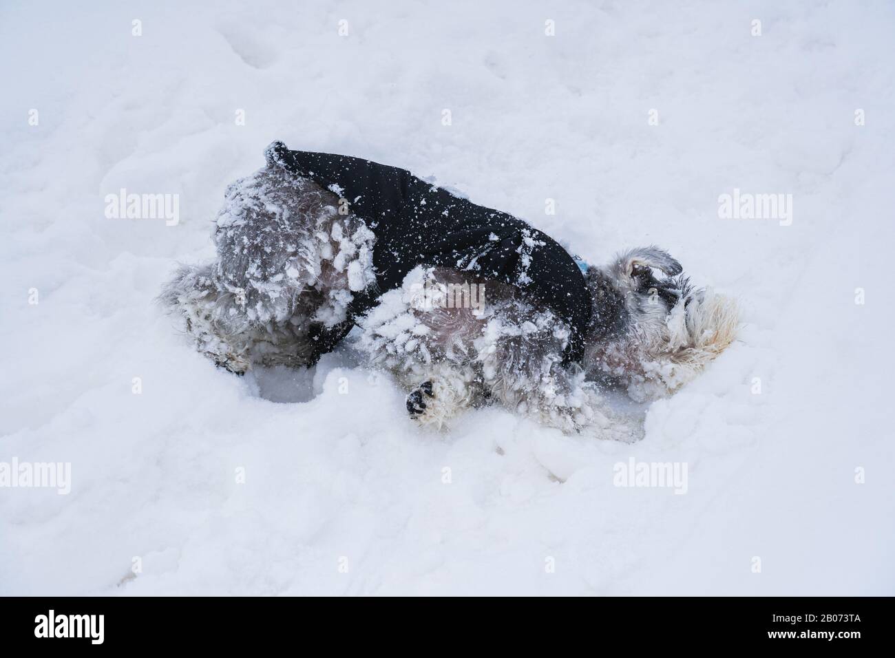 Miniature schnauzer puppy cute dog snow hi-res stock photography and ...