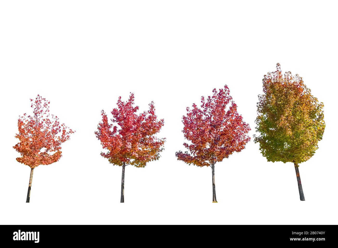 Season change color in fall, maple leaf with clear blue sky Stock Photo ...