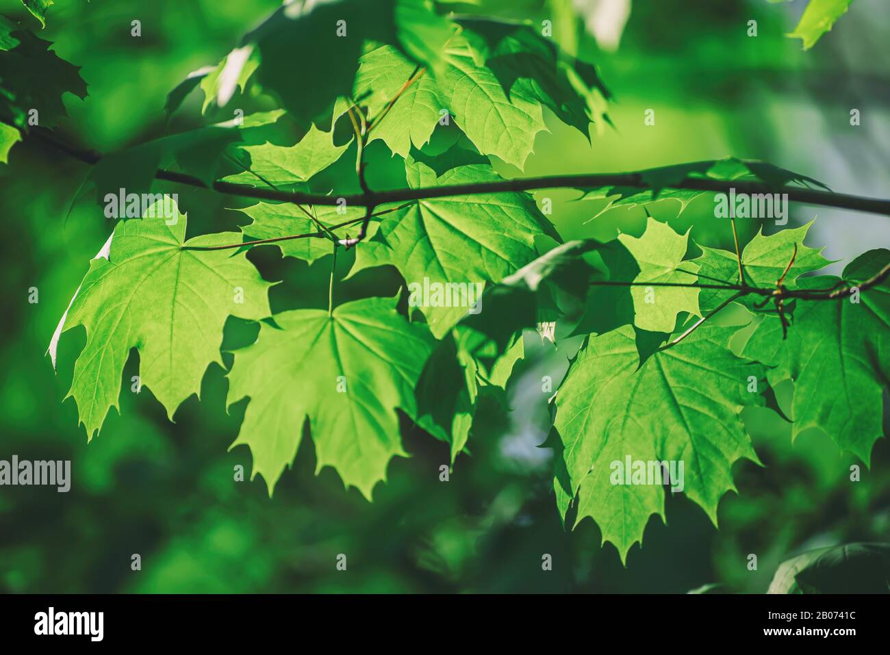 Abstract spring seasonal background from green maple leaves. Eco ...