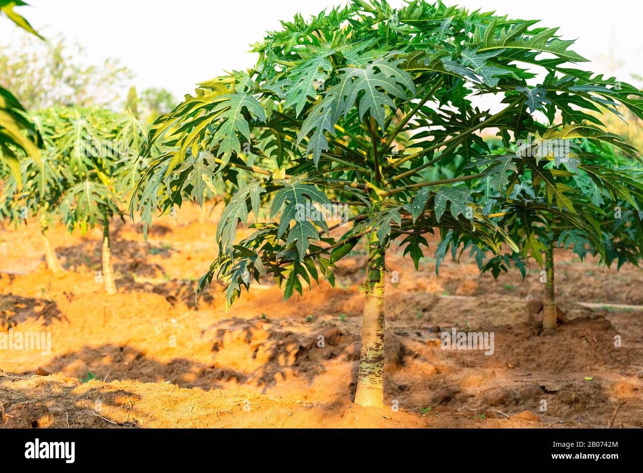 Papaya tree hi-res stock photography and images - Alamy