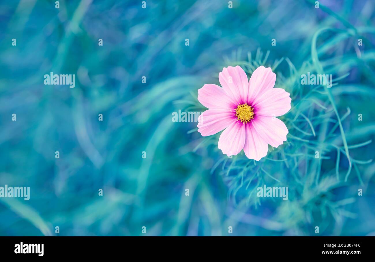 Top view cosmos flower hi-res stock photography and images - Alamy