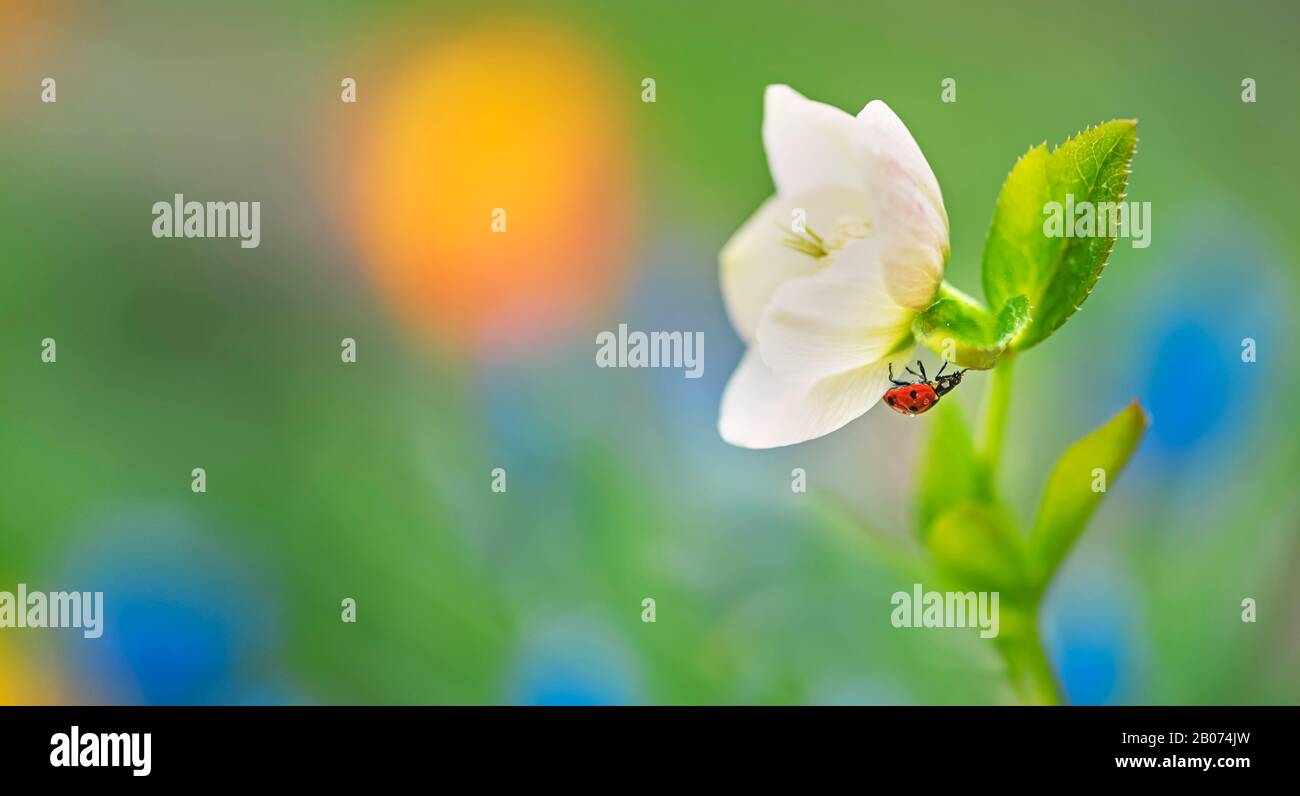 Bird on spring flower hi-res stock photography and images - Alamy