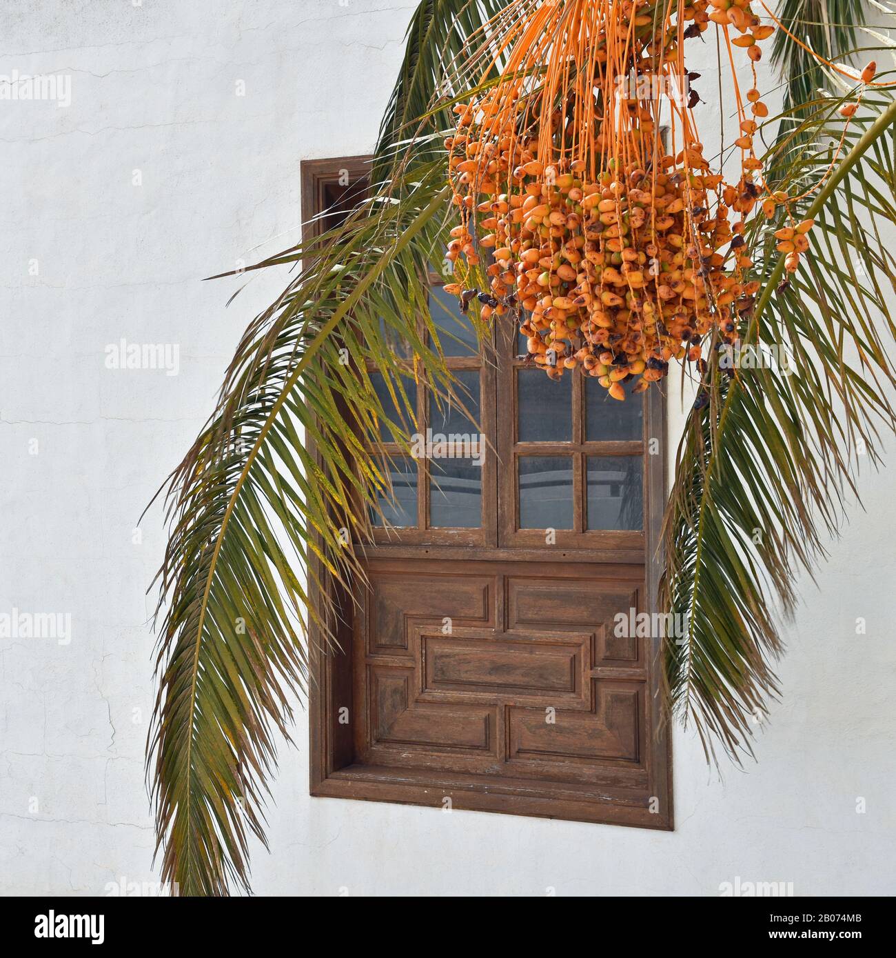 Wooden window and shutters in whitewashed wall with date palm in front ...