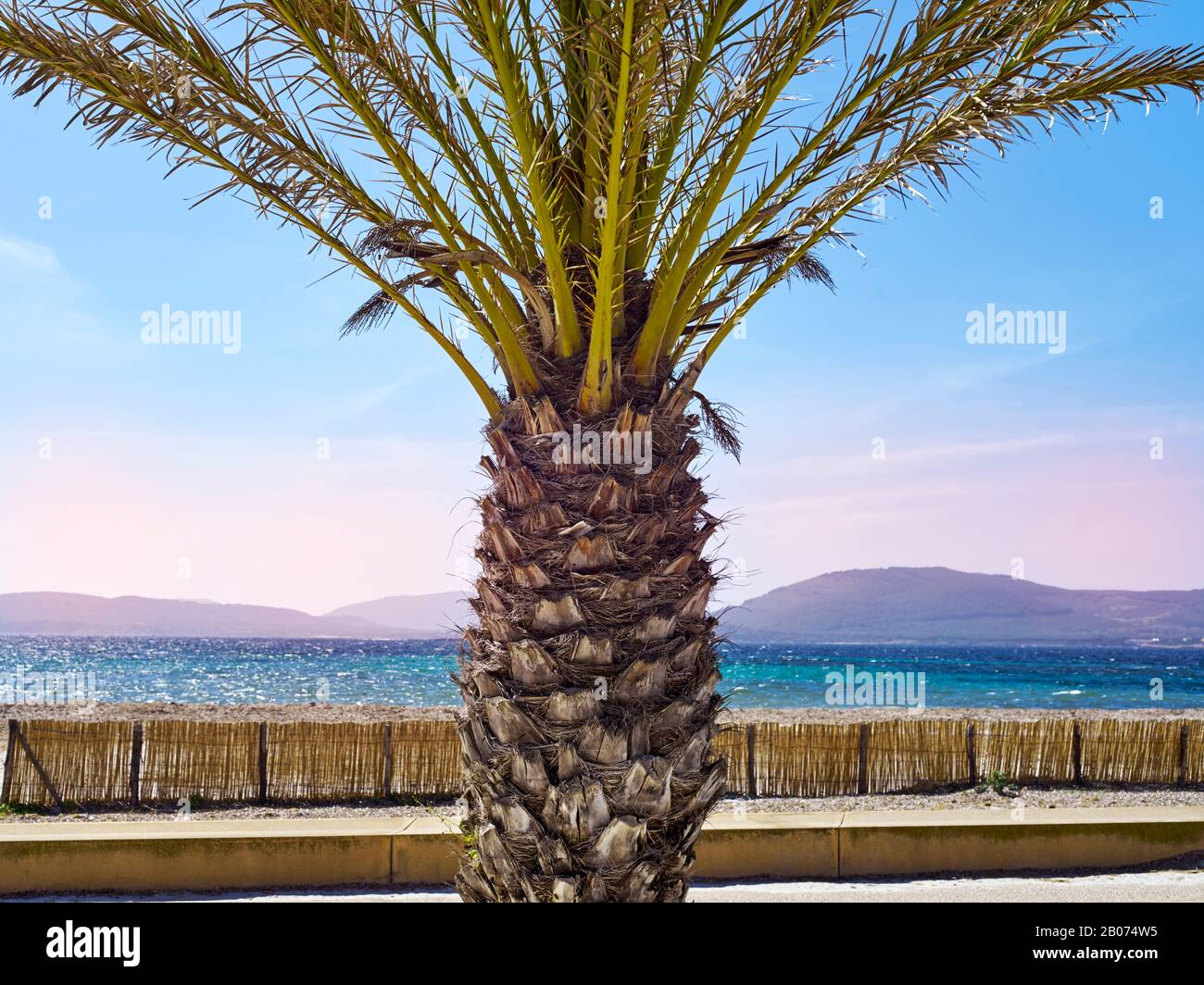 Palm tree and the sea Stock Photo - Alamy