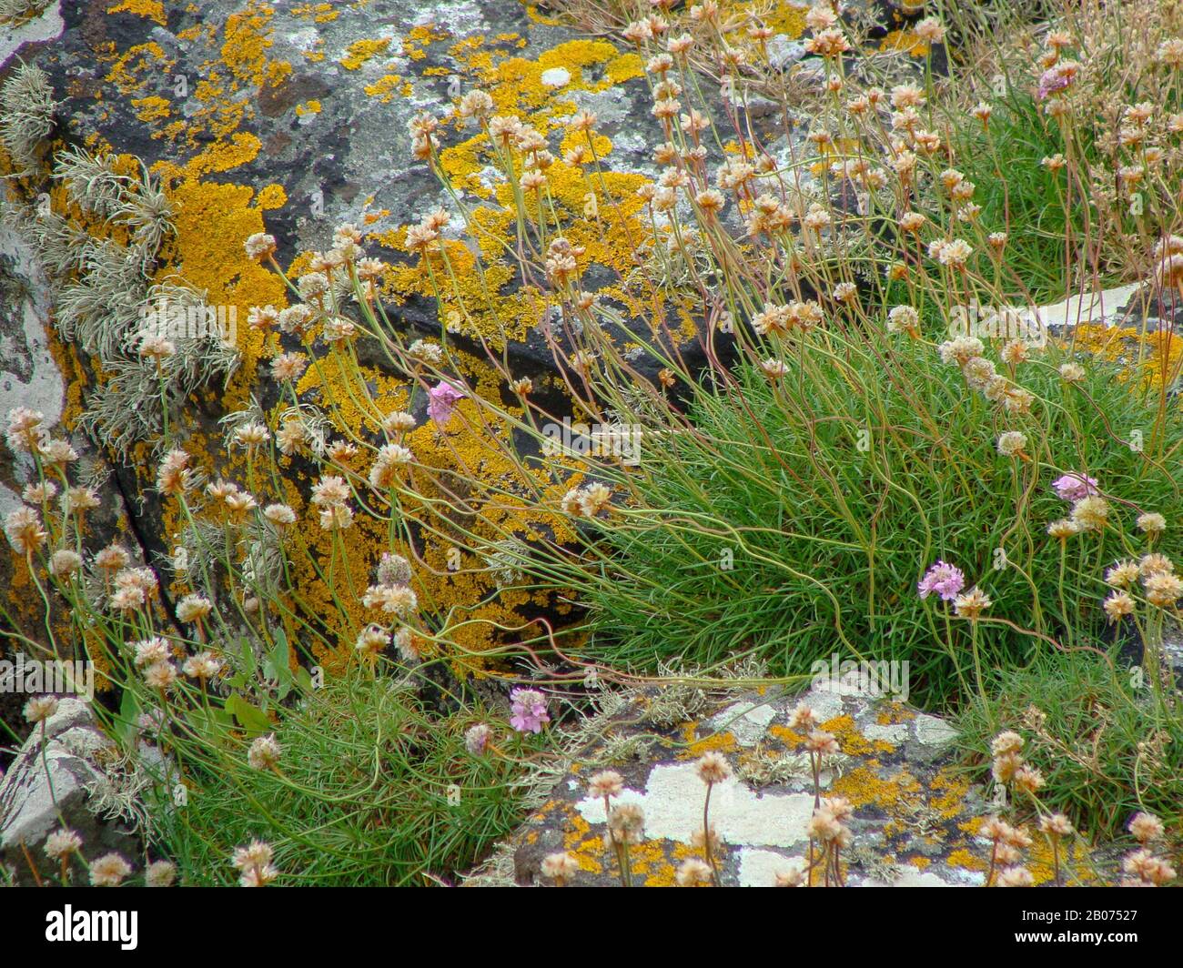 picture of rocks on the ocean shore, rocks overgrown with colored moss ...