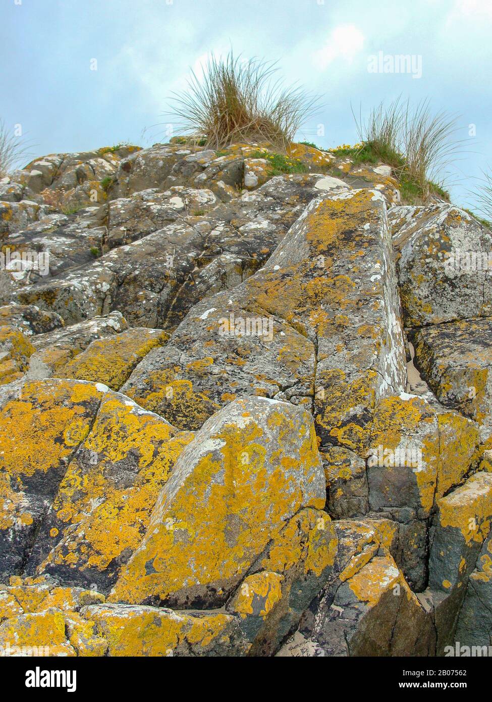 picture of rocks on the ocean shore, rocks overgrown with colored moss ...