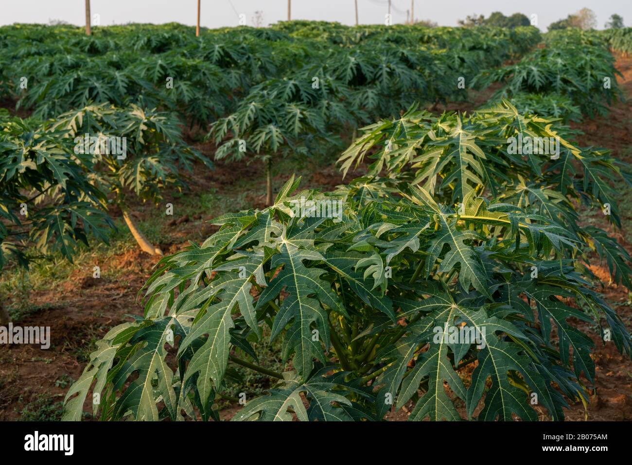 close up papaya fruit on papaya tree in farm Stock Photo - Alamy
