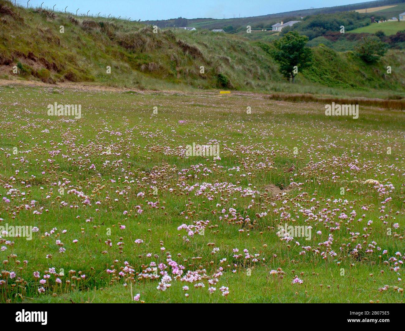 landscape with colorful meadow, green grass and small pink flowers ...