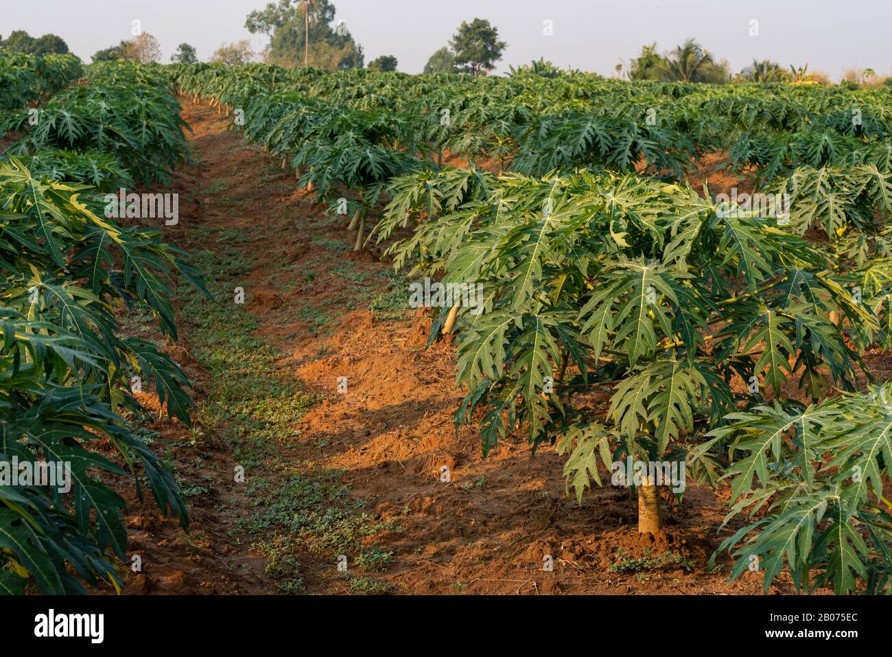 Papaya fruit on papaya tree in farm Stock Photo - Alamy