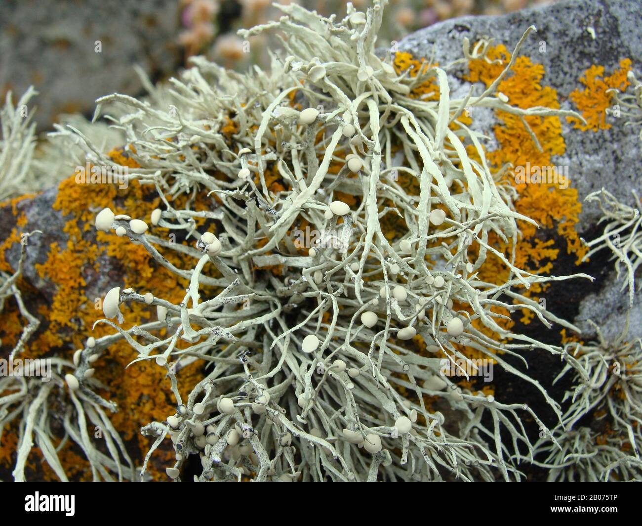 picture of rocks on the ocean shore, rocks overgrown with colored moss ...