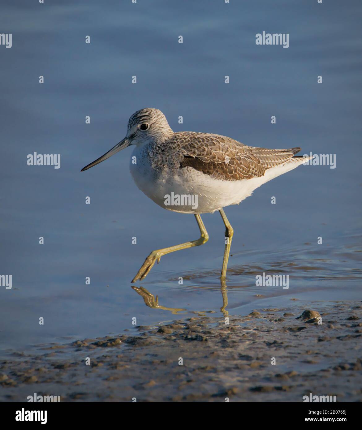 Walk through mud hi-res stock photography and images - Alamy
