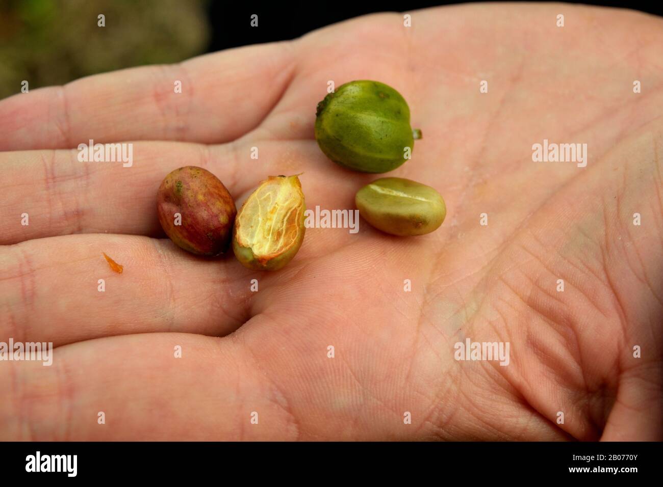 Hand picked coffee beans hi-res stock photography and images - Alamy