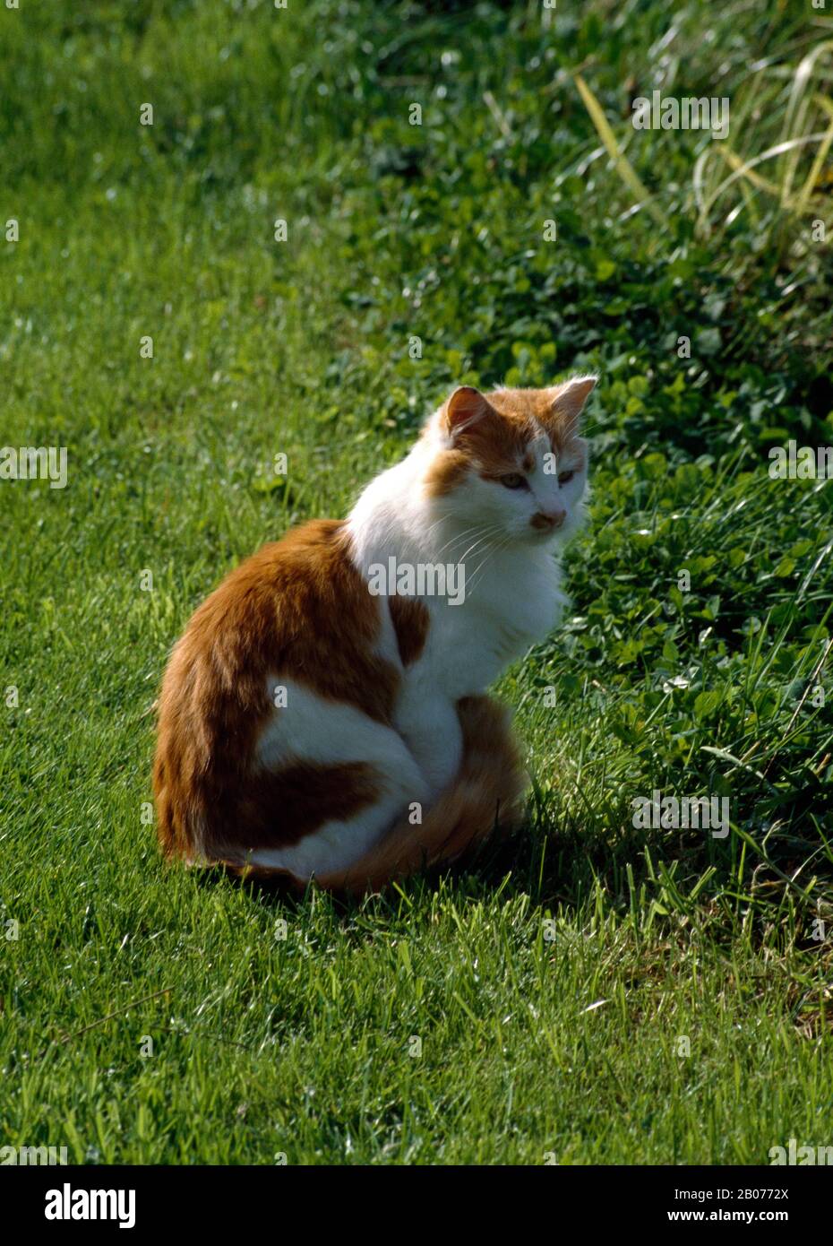 Ginger tom cat watching prey in garden Stock Photo - Alamy