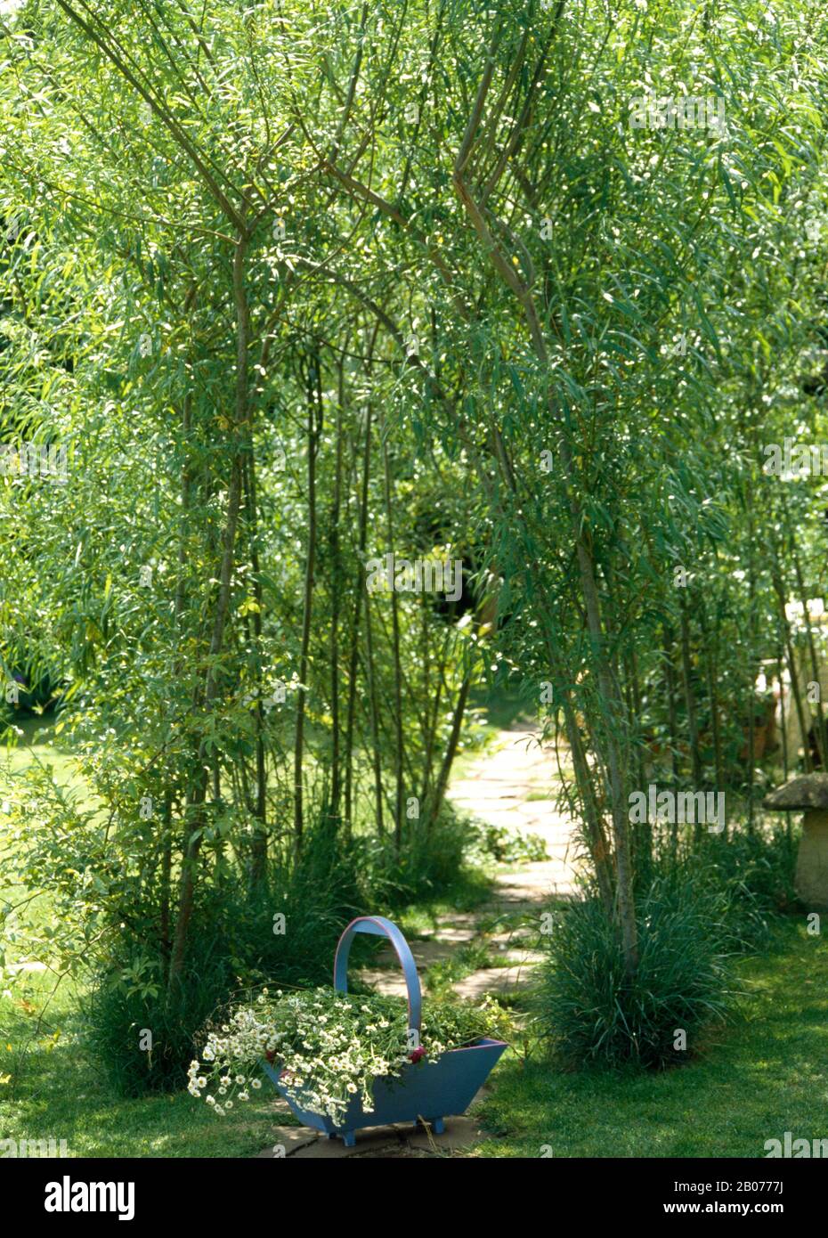 Living willow arch growing in UK garden Stock Photo - Alamy