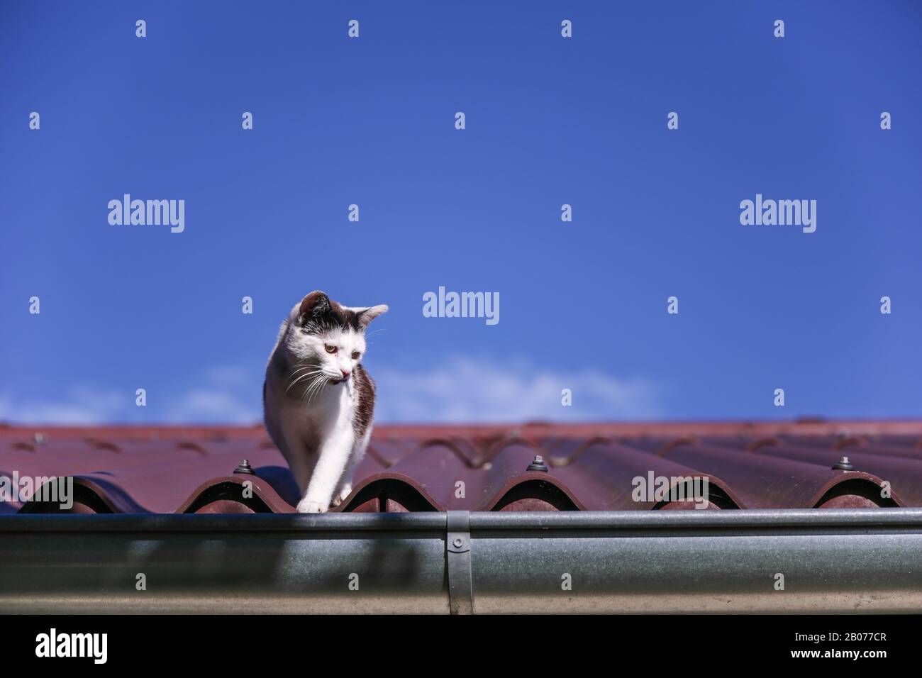 Standing pet animal pussycat hi-res stock photography and images - Alamy