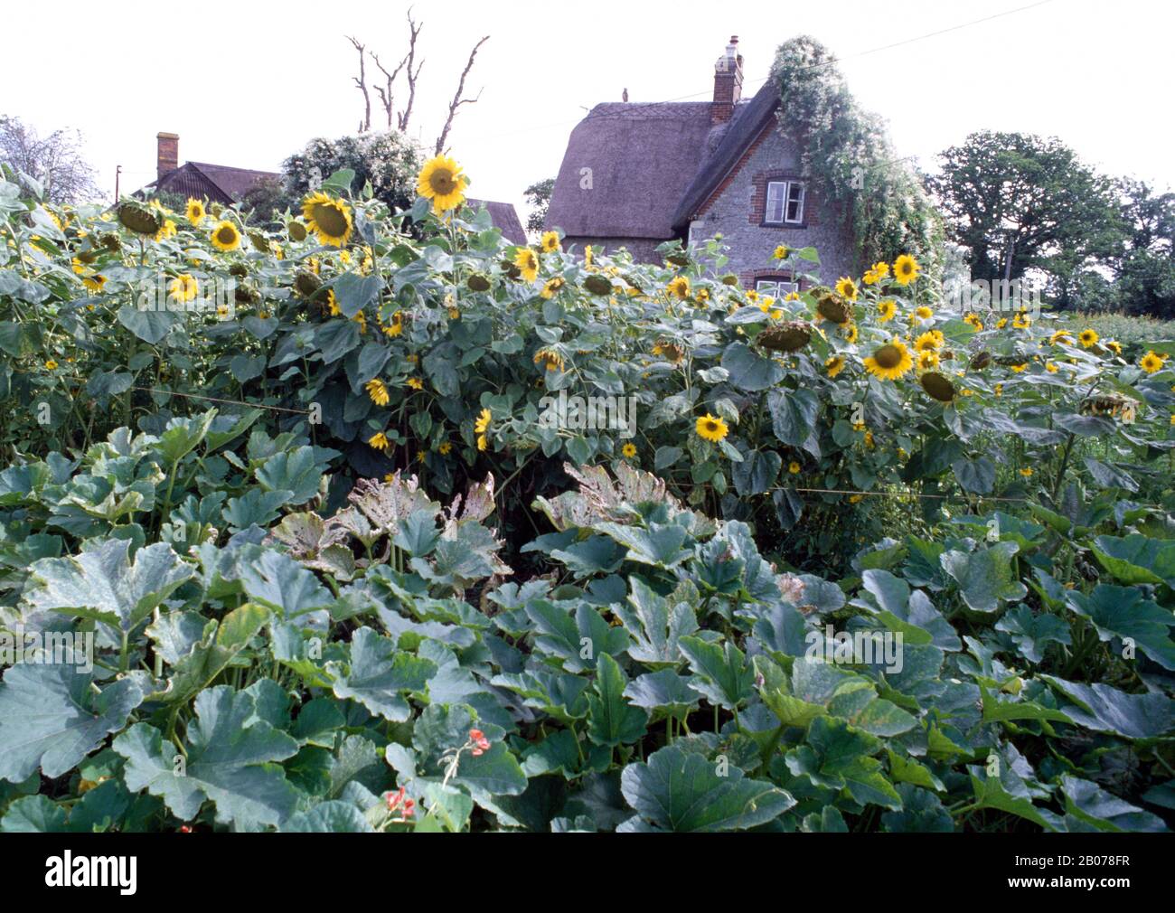 Delapidated cottage hi-res stock photography and images - Alamy