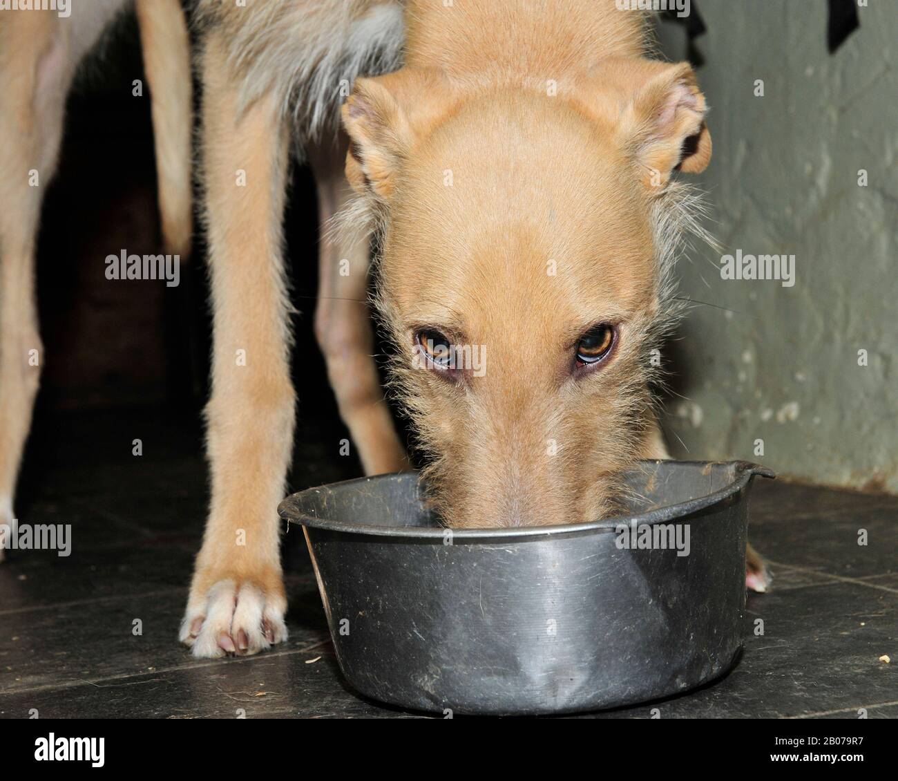lurcher eating dinner from a bowl Stock Photo - Alamy