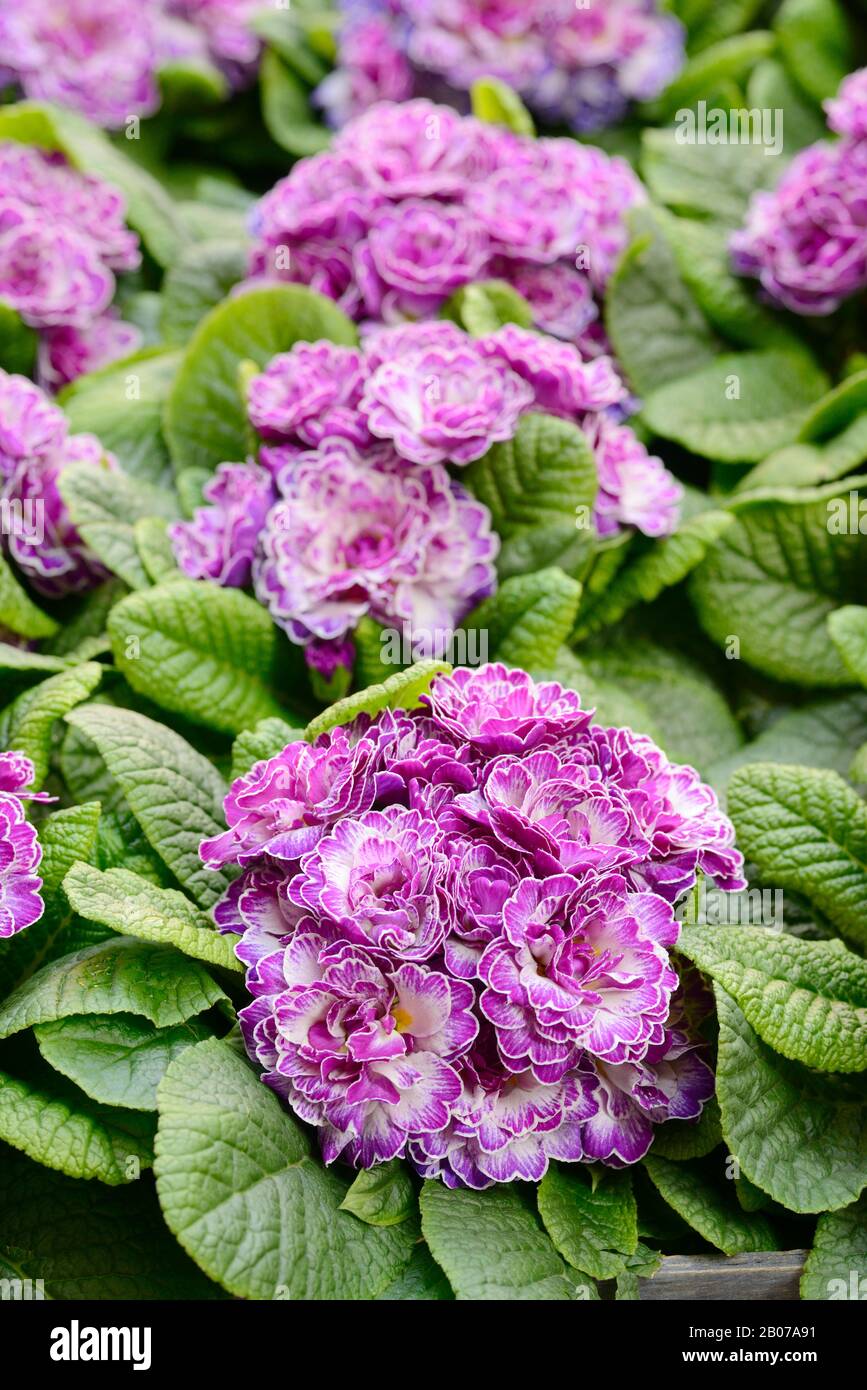 Primula Belarina, Lively Lilac Stock Photo - Alamy