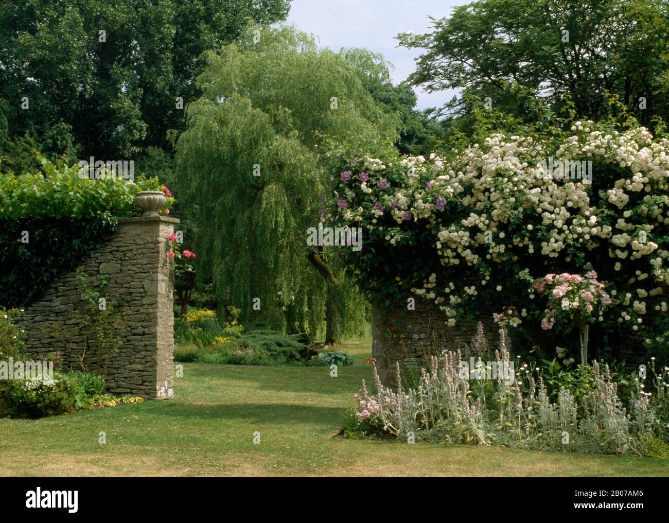 Rambling roses on wall in country garden Stock Photo - Alamy