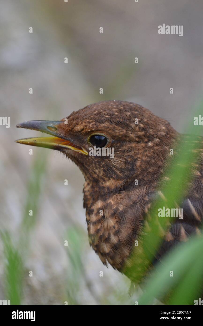 Thrush (Turdidae) Bird chirping in back garden - Filey Yorkshire - UK ...