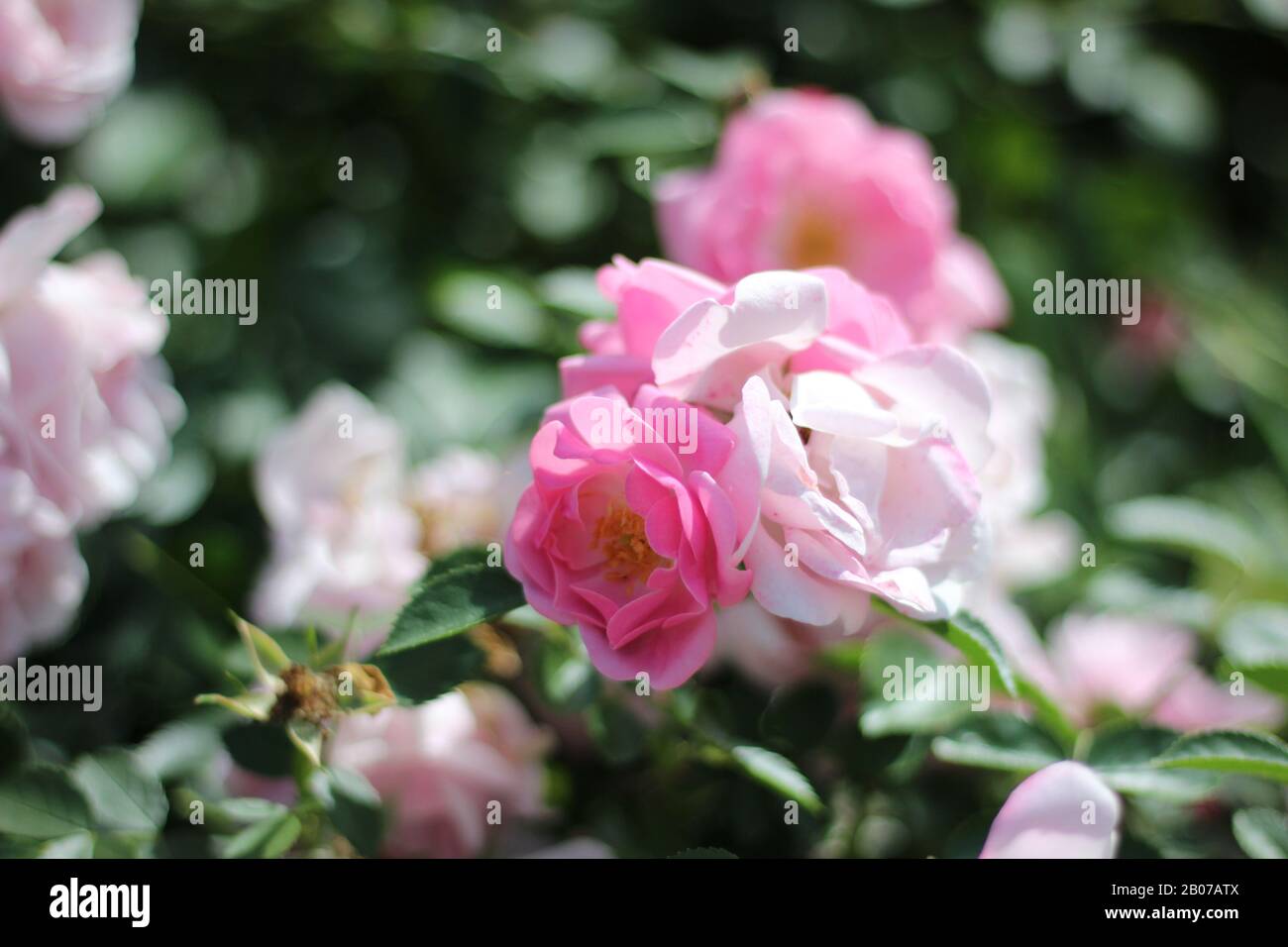 Garden roses romantic hi-res stock photography and images - Alamy