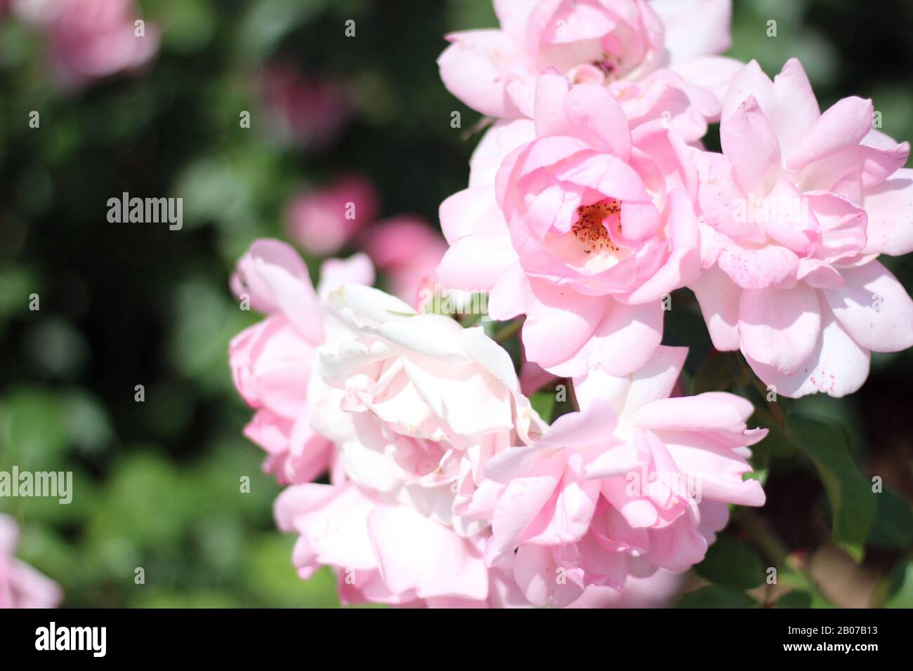 Very Pale Pink Flowers at Angel Alvarado blog