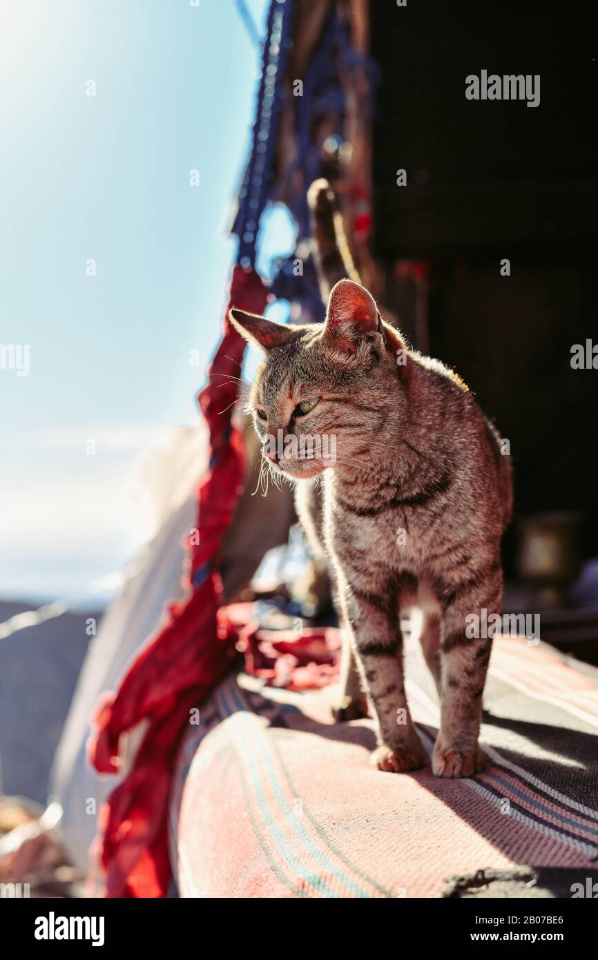 A kitten is enjoying a sunshine Stock Photo - Alamy