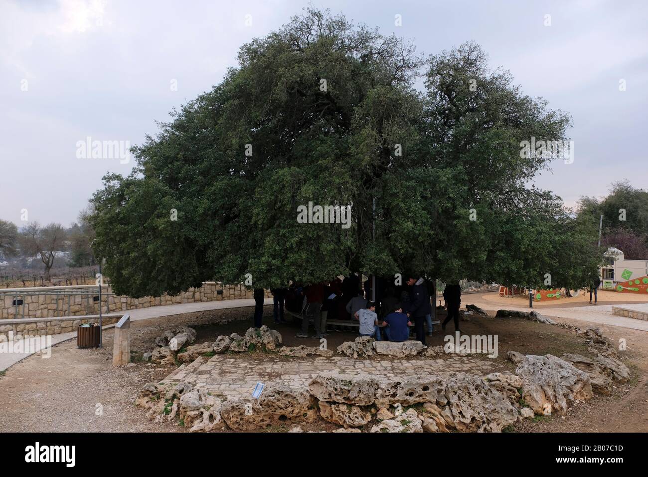 "The lone oak" a centuries old oak tree that was in the middle of the ...