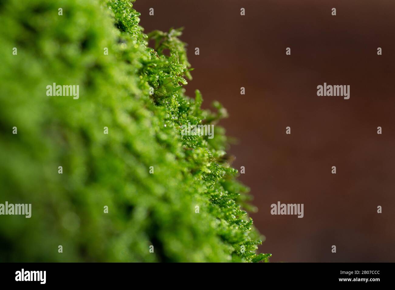green moss macro photography outdoors Stock Photo - Alamy