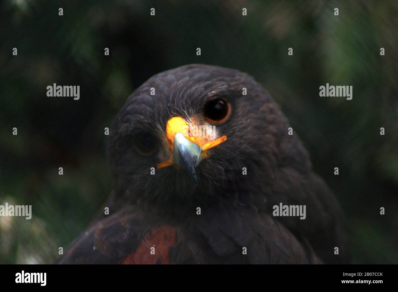 eagle hawk staring in to camera Stock Photo - Alamy