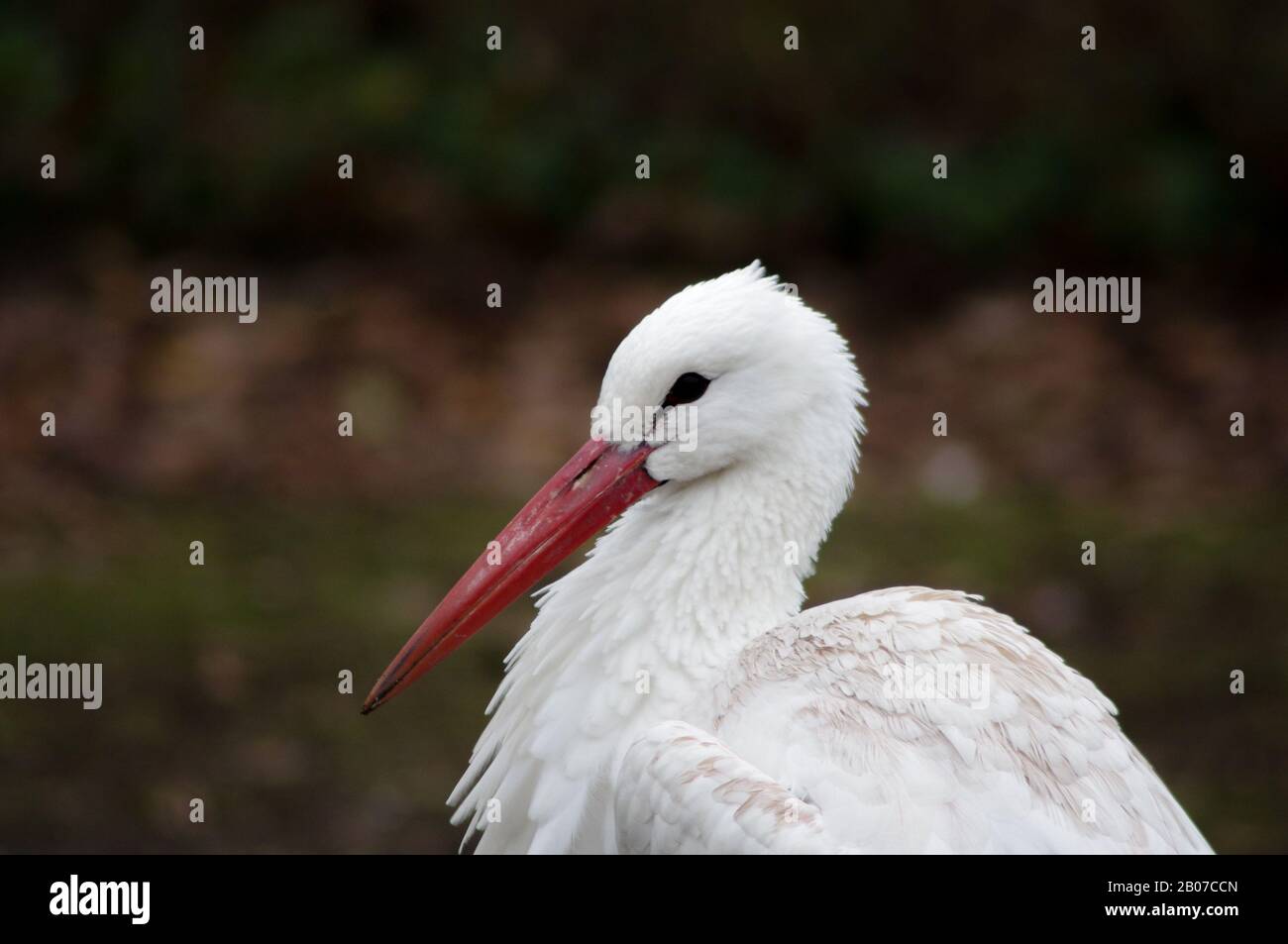 Beautiful white stork head shot Stock Photo - Alamy