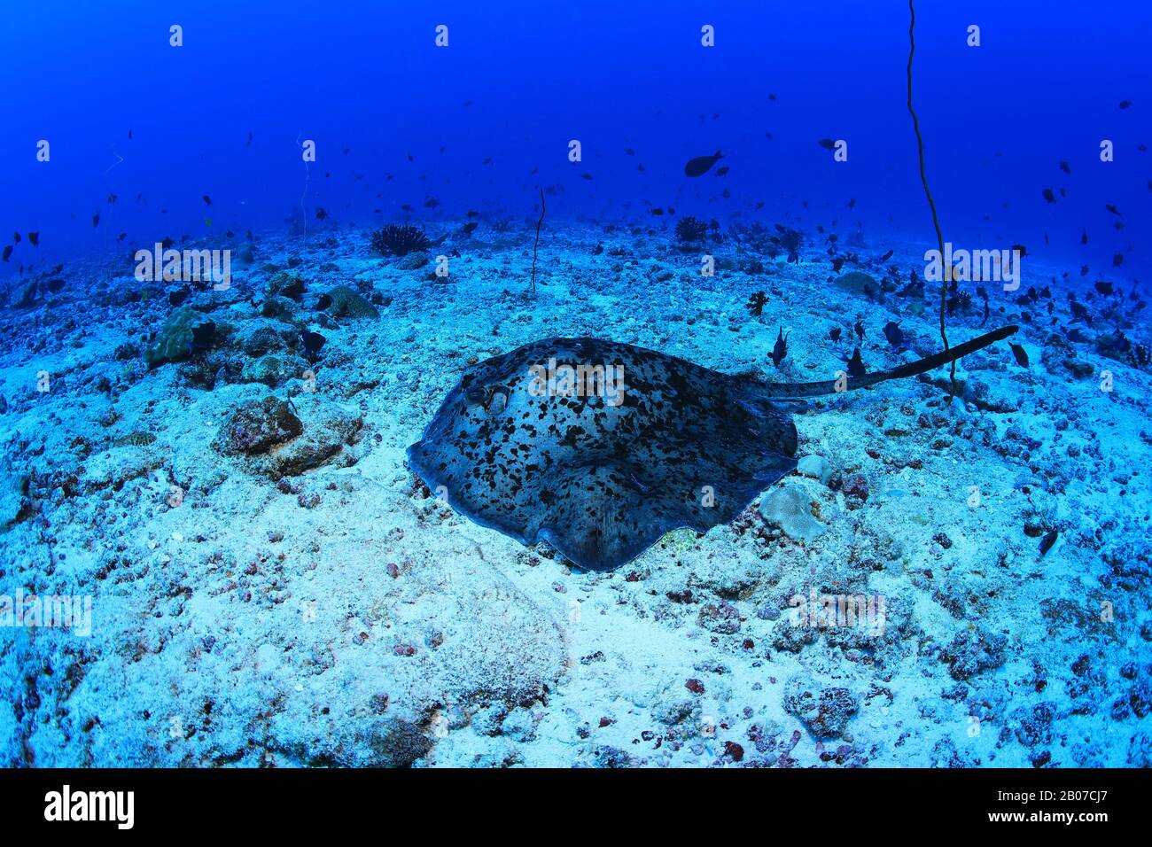 Blotched stingray (Taeniura meyeni) in the tropical coral reef of the ...