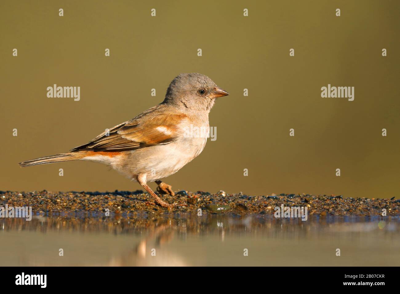grey-headed sparrow (Passer griseus), sitting at waterhole, South ...