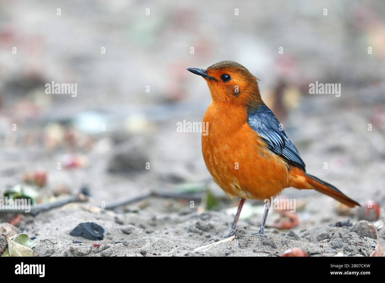 Red-capped robin chat (Cossypha natalensis), standing on the ground ...