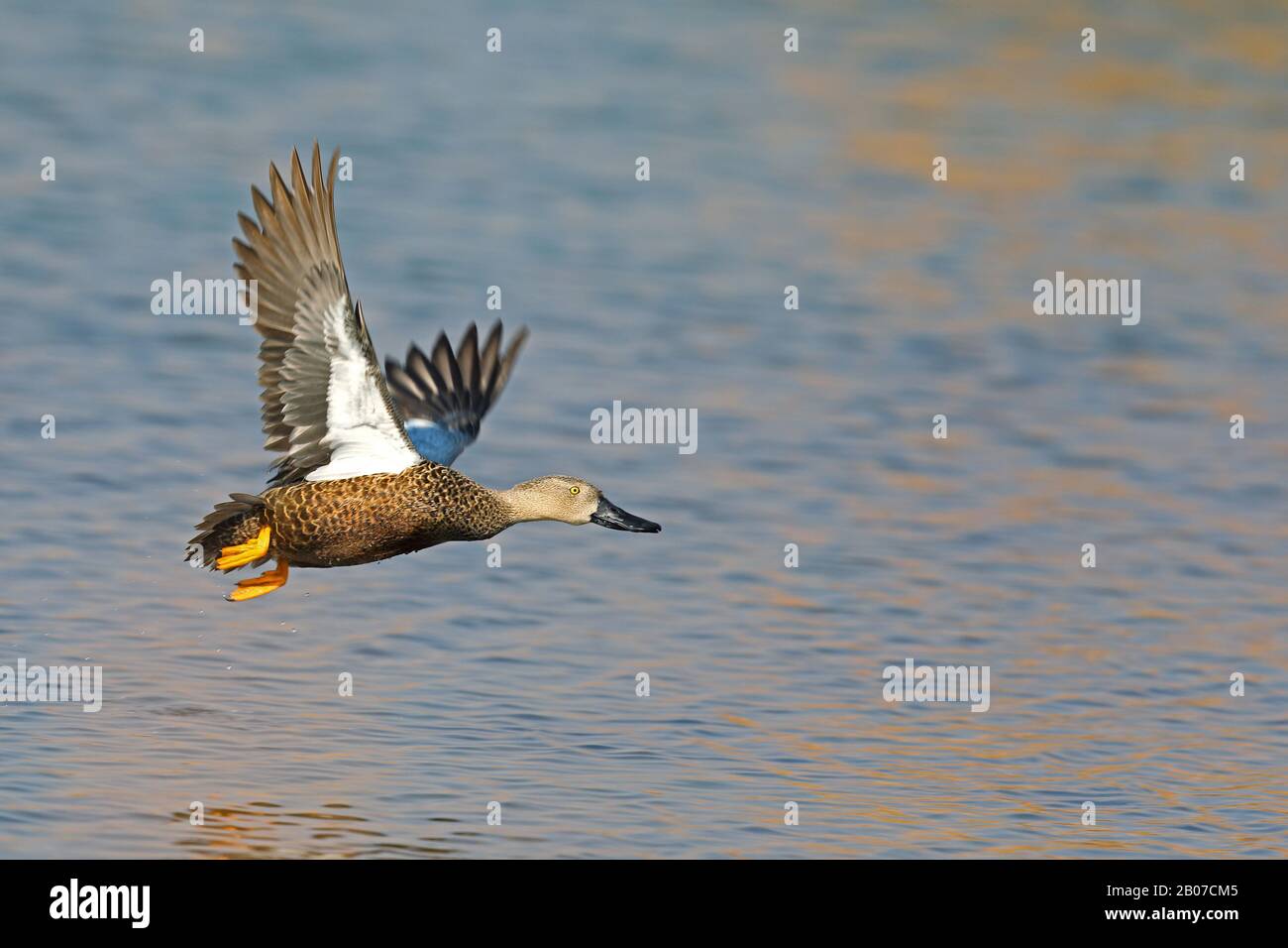 Cape shoveller (Anas smithii), flying male, South Africa, Marievale ...