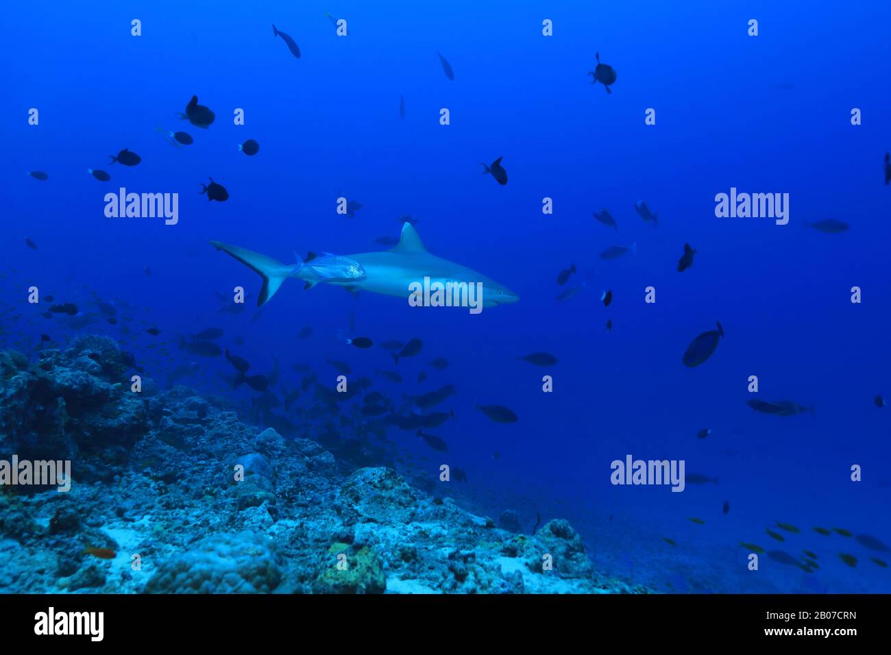Grey reef shark (Charcharhinus amblyrhynchos) swimming underwater in ...