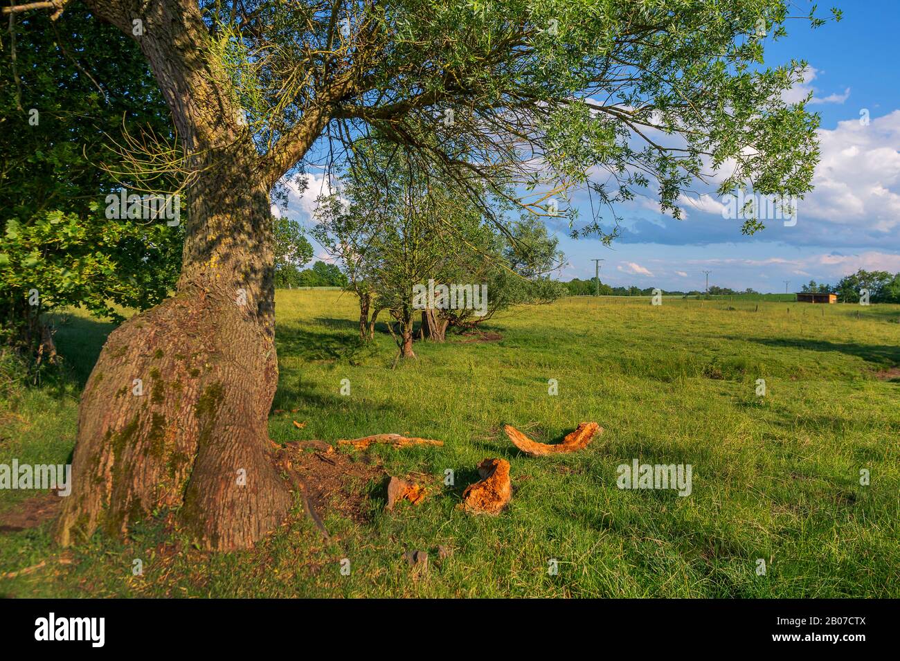 crooked old tree on a maedow, Germany, Mecklenburg-Western Pomerania ...