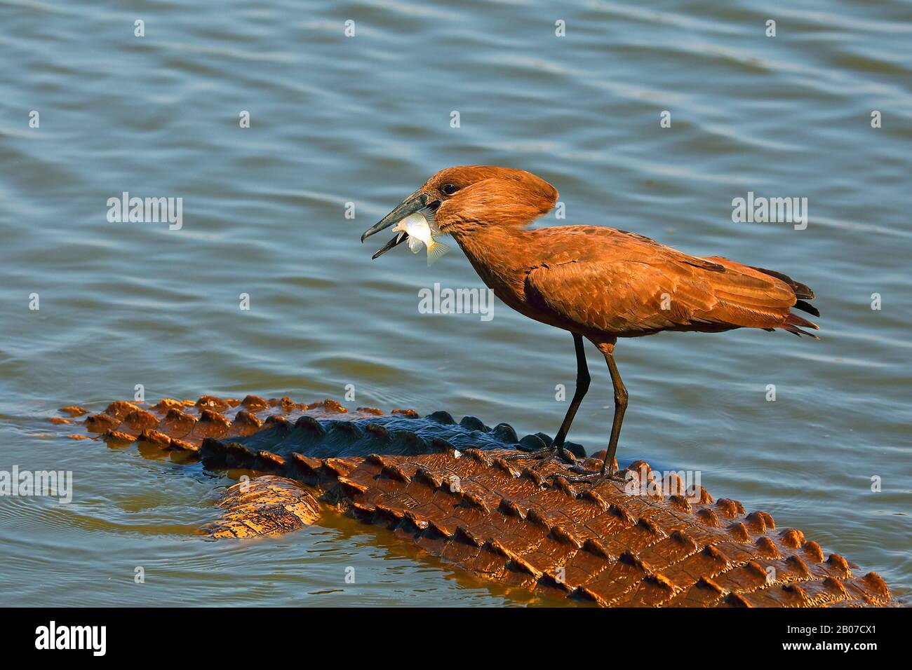 hammercop (Scopus umbretta), standing on a crocodila, feeding on a fish ...