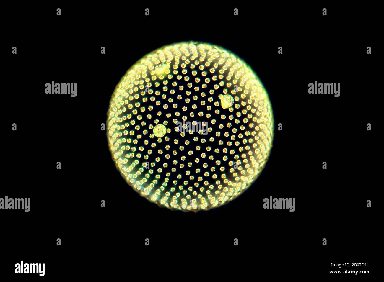 Volvox plant hi-res stock photography and images - Alamy