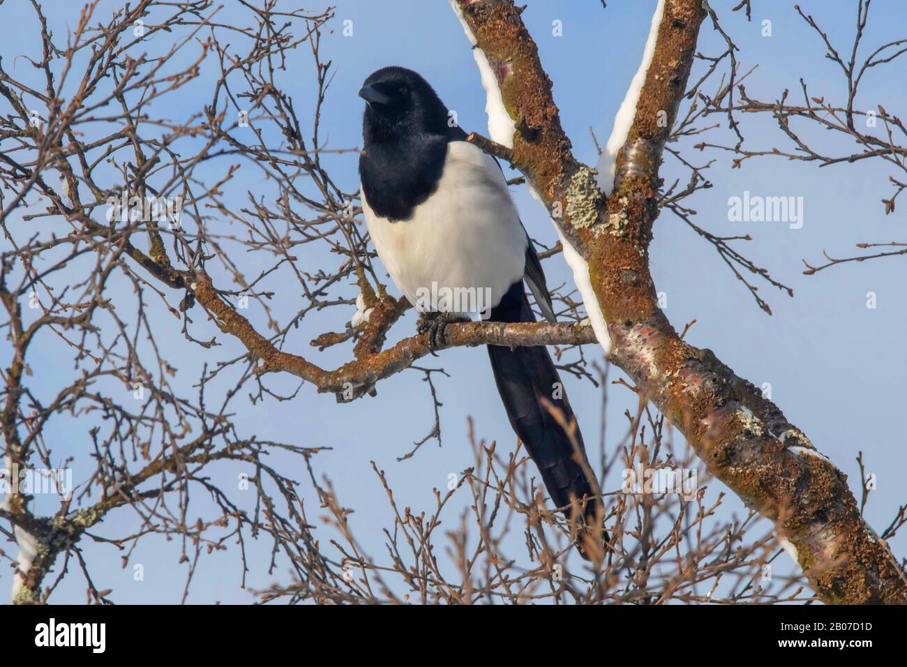 Magpie in tree hi-res stock photography and images - Alamy