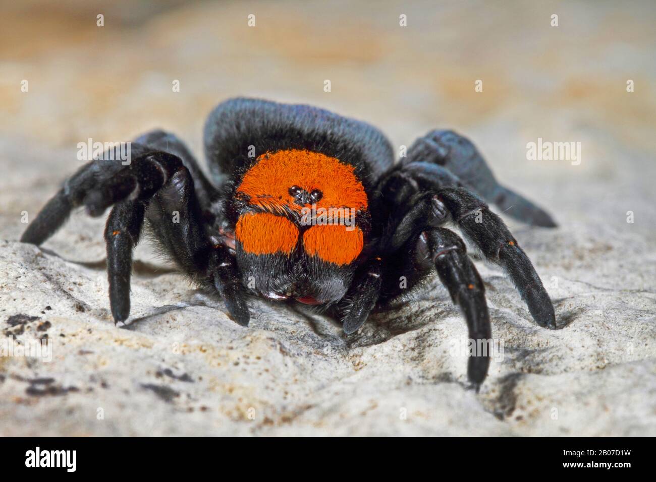 Ladybird spider (Eresus moravicus), female, Germany Stock Photo - Alamy