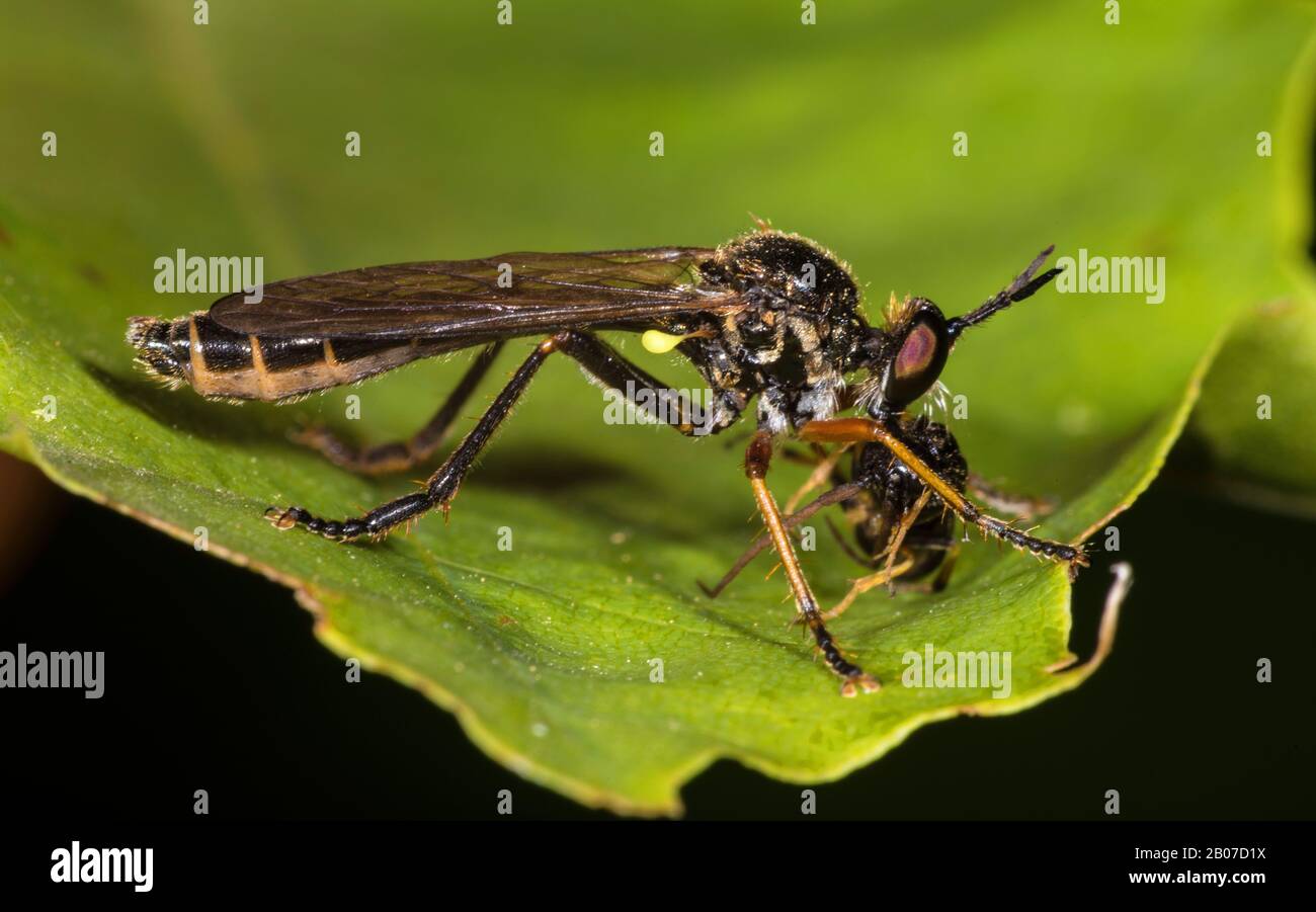 Adult robberfly hi-res stock photography and images - Alamy