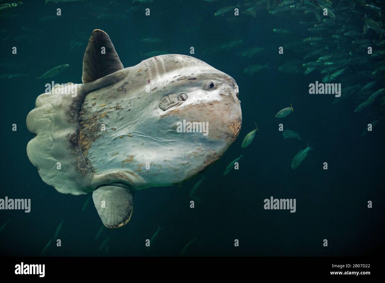 Common mola hi-res stock photography and images - Alamy