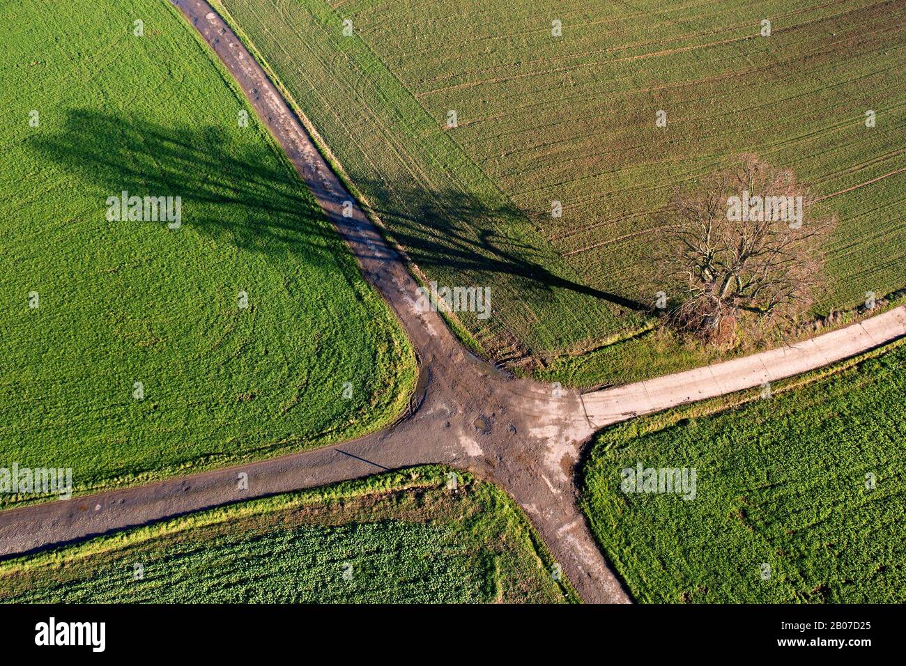 Aerial view oak tree hi-res stock photography and images - Alamy