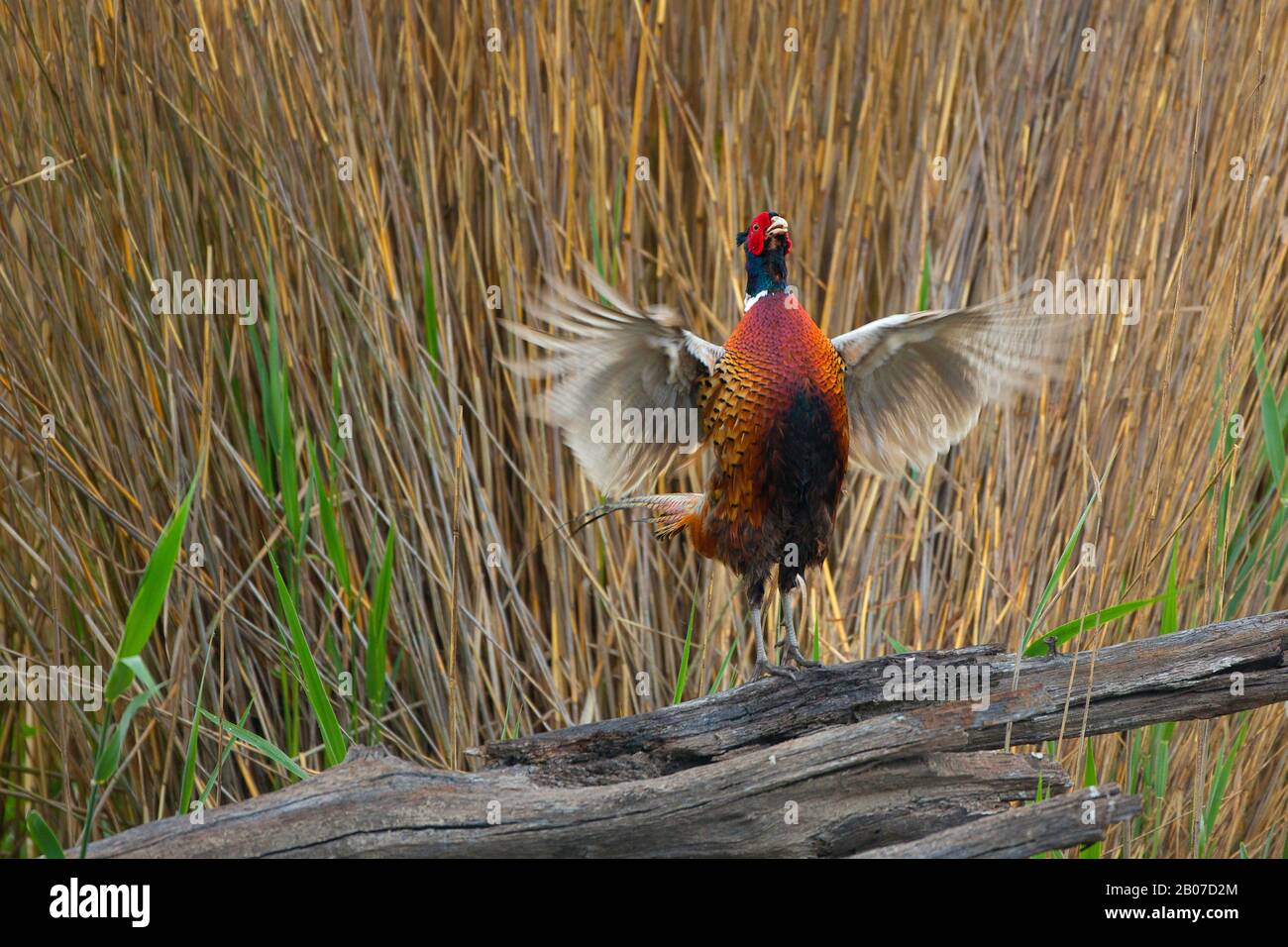Common pheasant, Caucasus Pheasant, Caucasian Pheasant (Phasianus ...