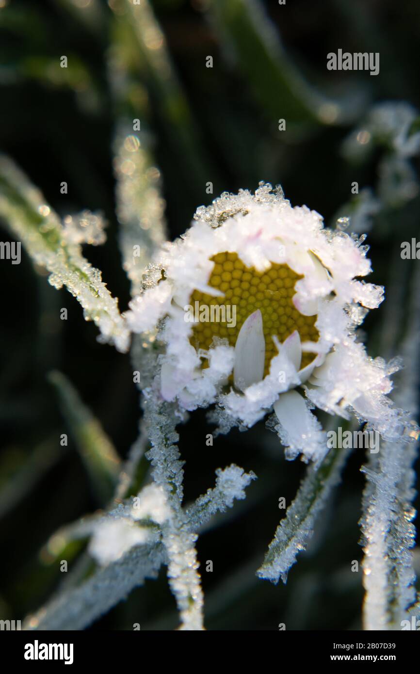 A frozen daisy flower with frost and crystals on in the winter Stock ...